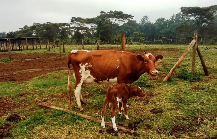 Rase de vaci: topul raselor cele mai populare în lume