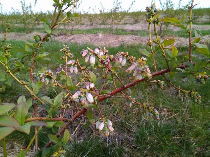 Înființarea și întreținerea plantațiilor de afin
