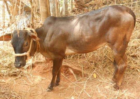 Vacile pitice – o alternativă atractivă pentru fermieri