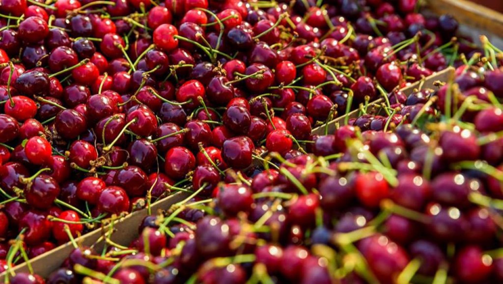 Aproape cât un gram de aur. În România un kilogram de cireșe ajunge la ...
