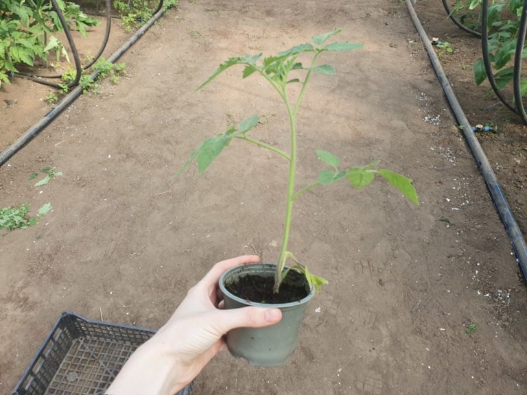 Plantarea răsadului de roșii. 5 sfaturi importante