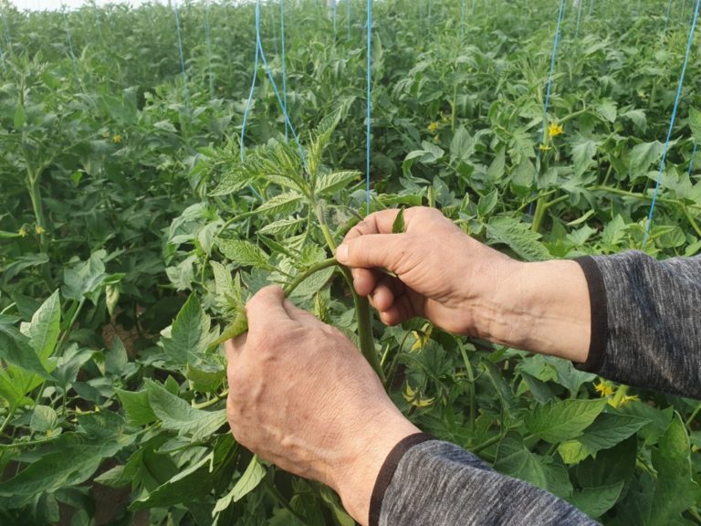 Copilitul lăstarilor la roșii – când și cum se realizează