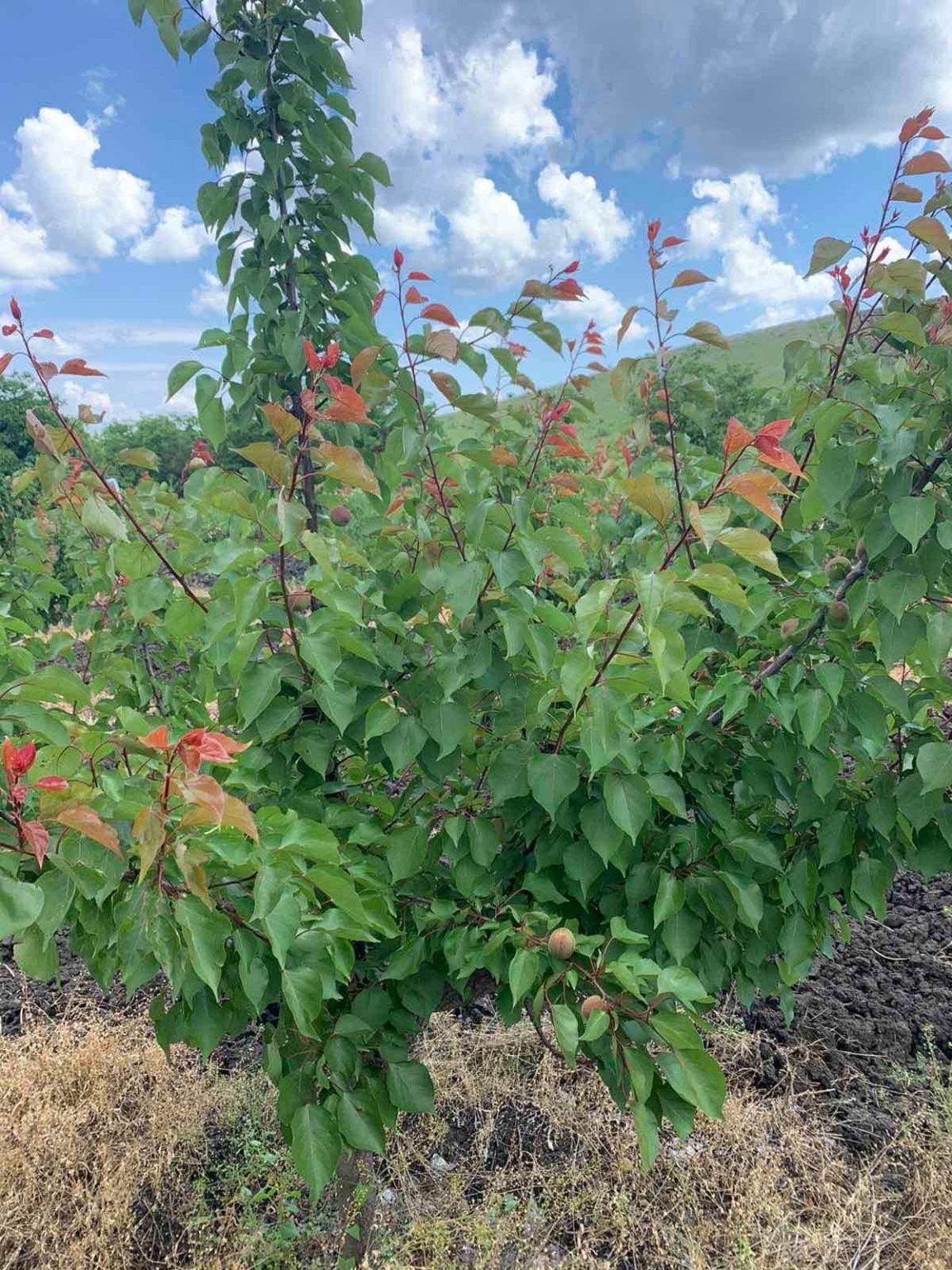 Cristian Ciobîrcă: Cropaid NPA mi-a salvat livada de cais de înghețuri