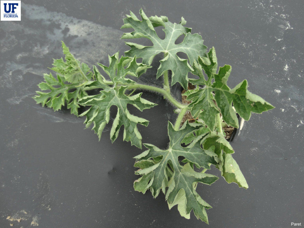 Pepenele verde – sfaturi la cultivare pentru recolte bune