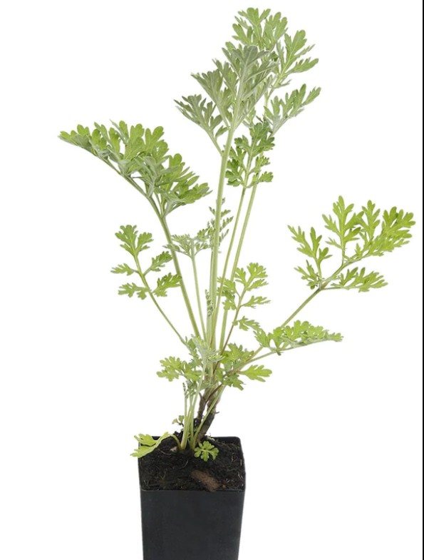 Pelinul – cultura ce poate valorifica cele mai sărace soluri