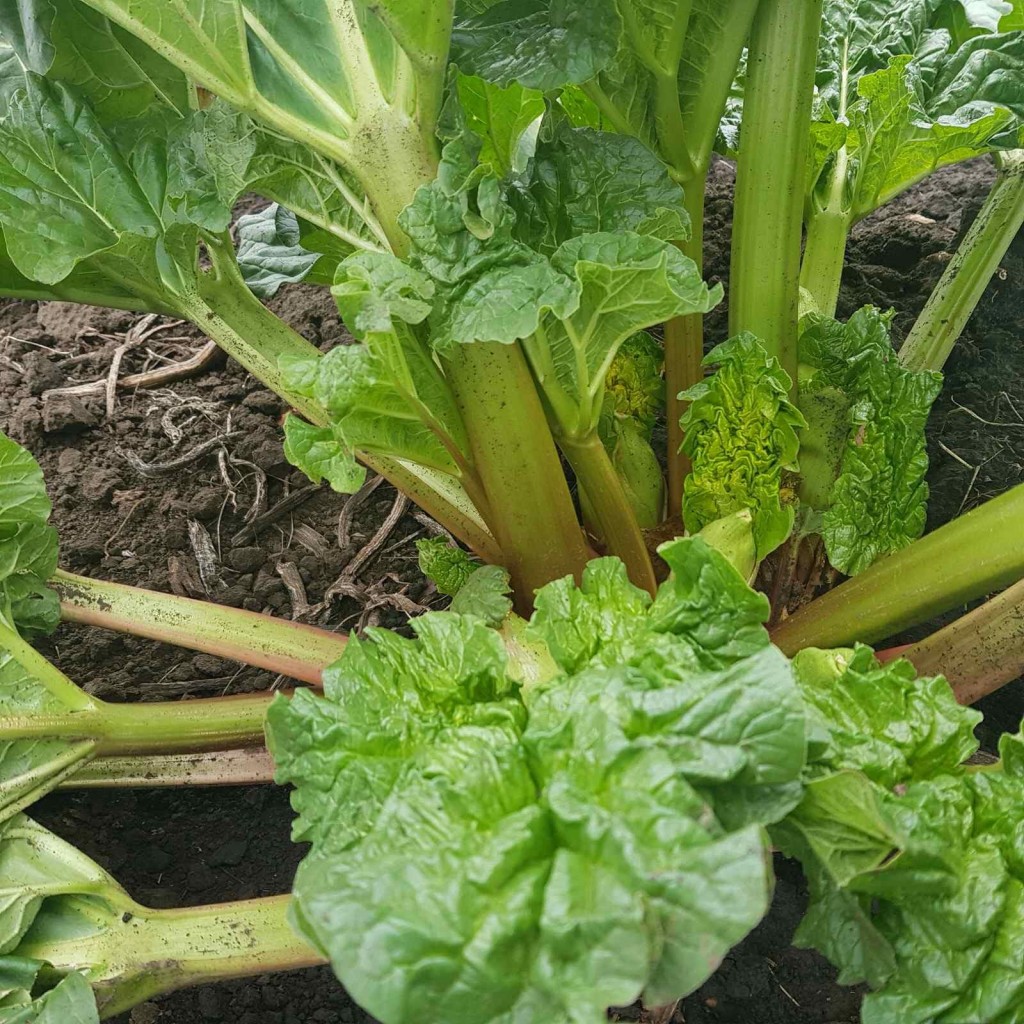 Rubarba – o nouă cultură prinde rădăcini pe pământ moldovenesc