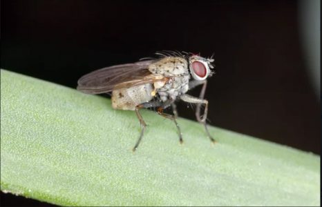 Musca cepei – daune, metode de prevenire și combatere