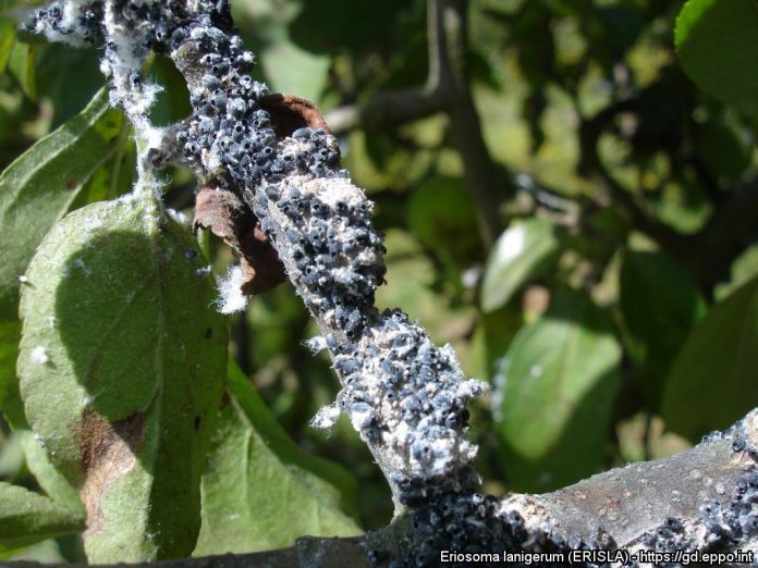 Afidele sau păduchii de plante – tratamente la legume și pomi