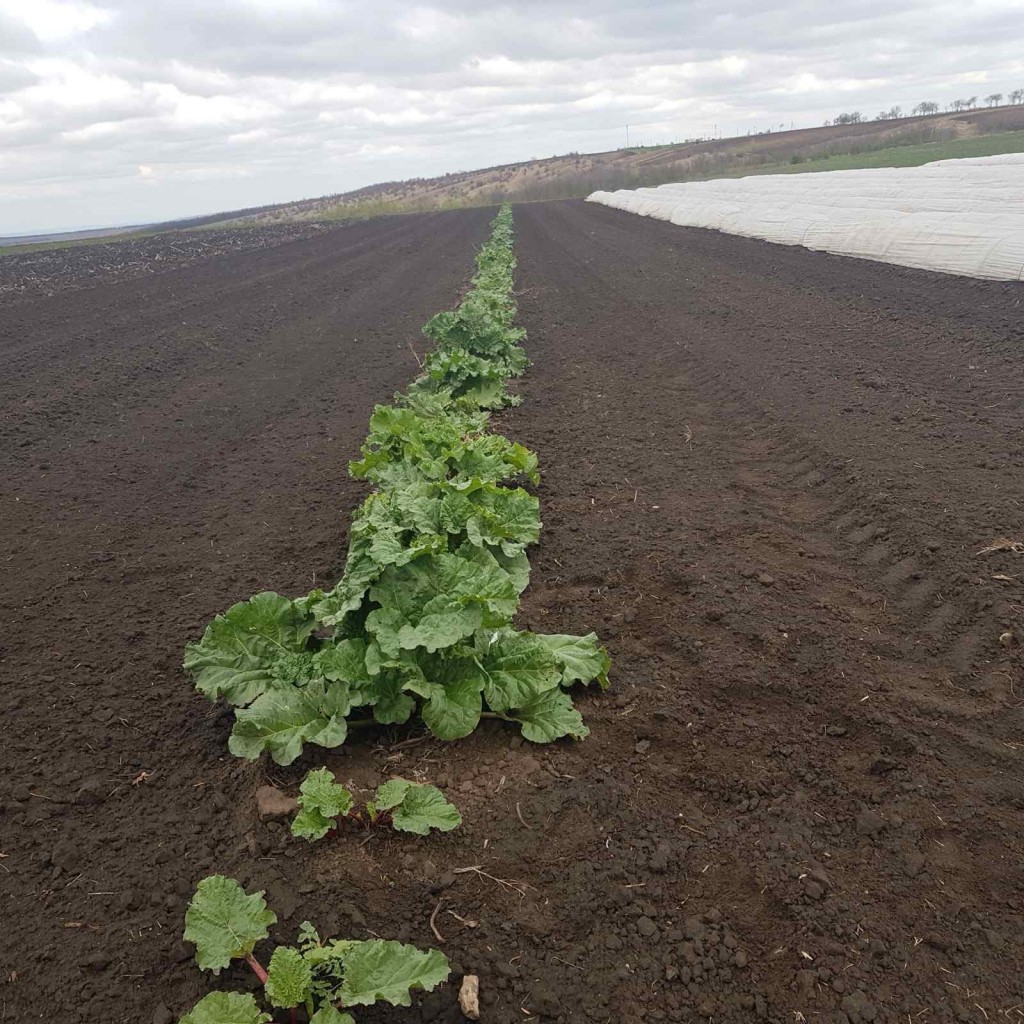 Rubarba – cultivare și îngrijire. Sfaturi utile