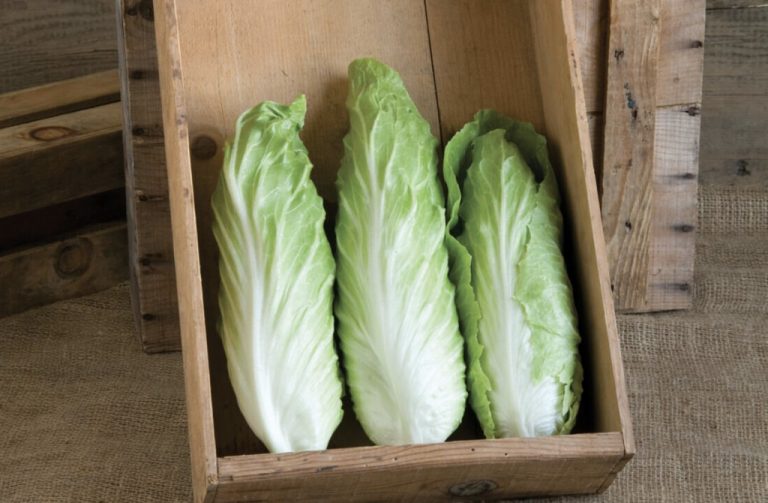 Cicoarea de grădină – sfaturi la cultura de primăvară și toamnă