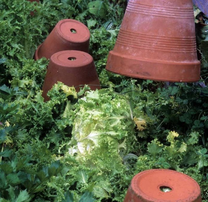 Cicoarea de grădină – sfaturi la cultura de primăvară și toamnă