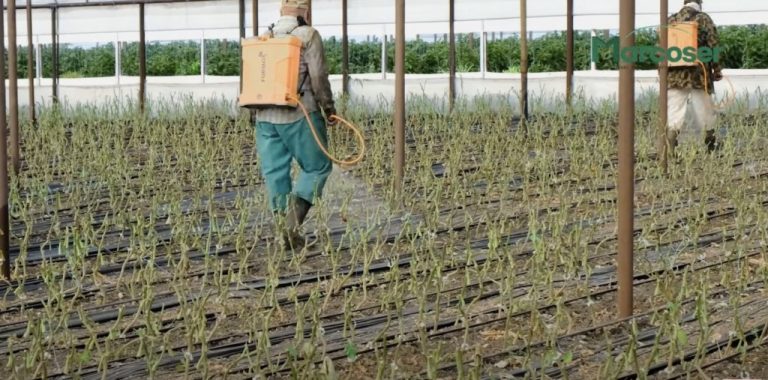 Tăierea vinetelor după recoltare pentru a mări recolta – FOTO