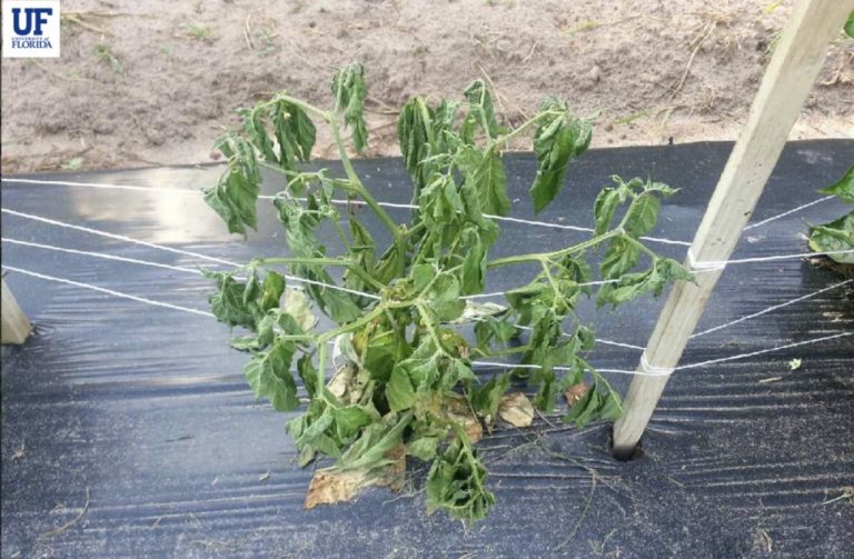 Fuzarioza sau ofilirea la ardei – 15 reguli de prevenire