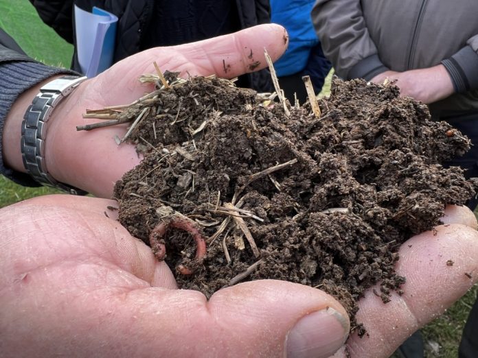 Cum fertilizăm solul toamna înainte de cartof