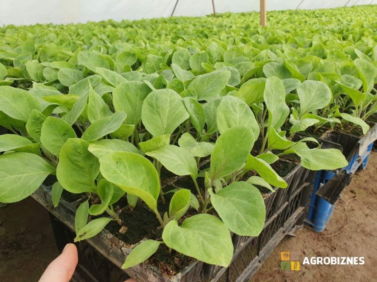 Fertilizarea vinetelor – sfaturi, perioade recomandate