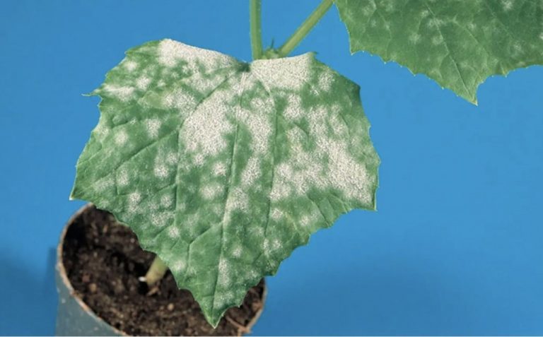 Bicarbonatul de potasiu – fungicid eco, util în culturile de legume și ...