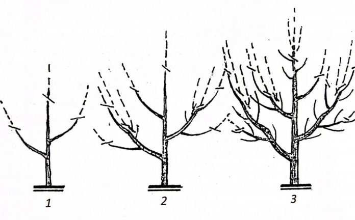 Tăieri la cais – forma de coroană Vas întârziat