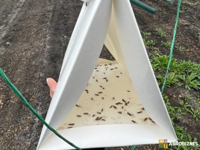 Tuta absoluta – 6 măsuri importante pentru control