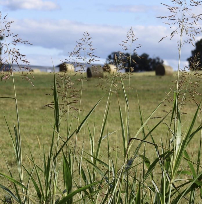 Cultivarea sorgului – 6 greșeli frecvente, necesar de evitat