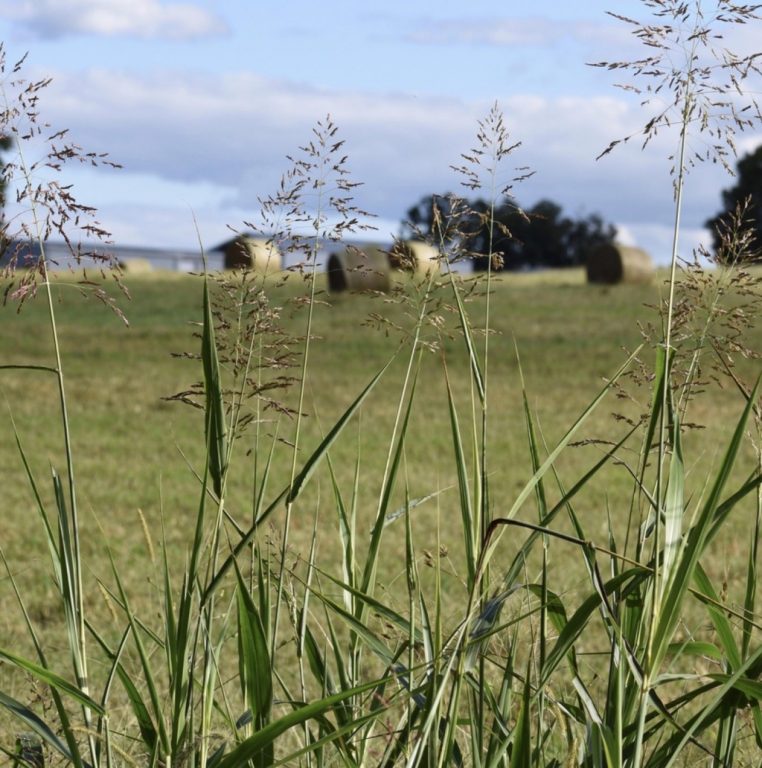 Cultivarea sorgului – 6 greșeli frecvente, necesar de evitat