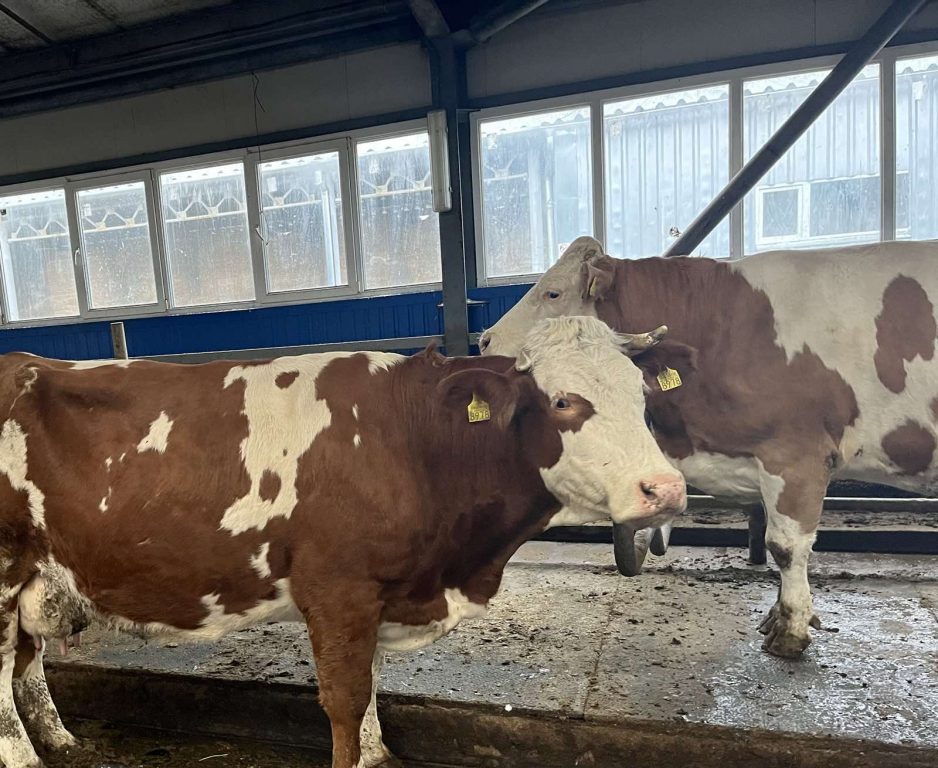 Rasa de vaci Simmental – descriere și norme de întreținere