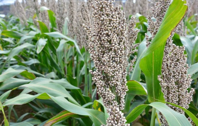 Cultivarea sorgului – 6 greșeli frecvente, necesar de evitat