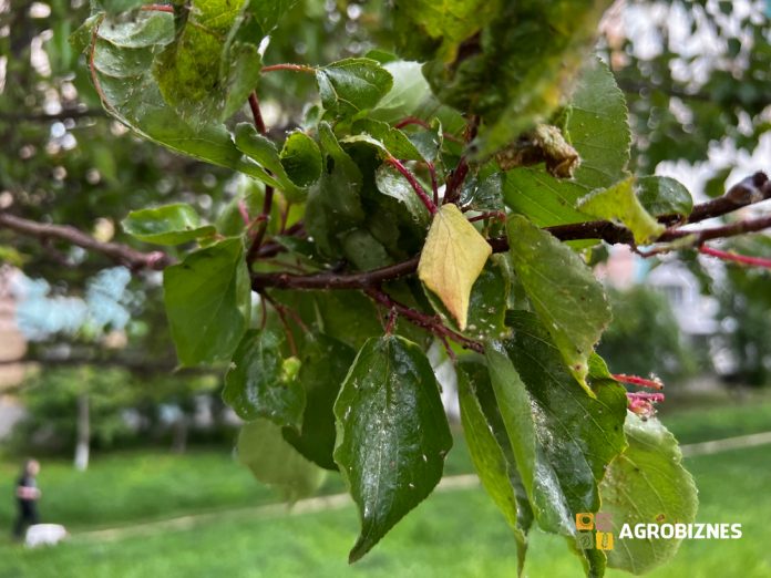 Afide la pomi – recomandări la combaterea eco și chimică