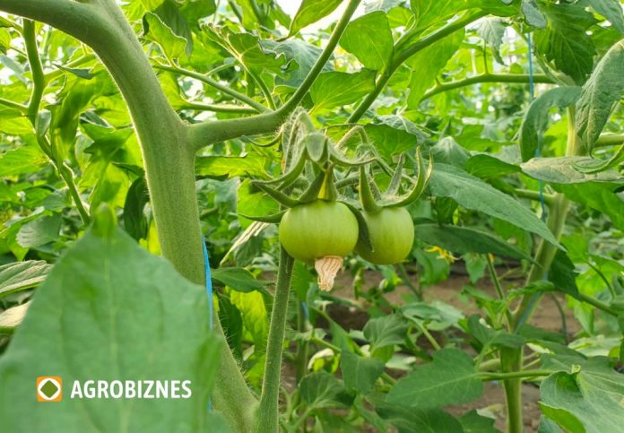 Fertilizarea tomatelor – sfaturi și perioade recomandate