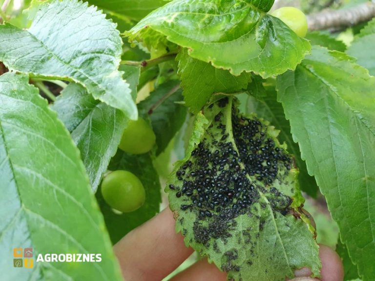 Afide la pomi – recomandări la combaterea eco și chimică