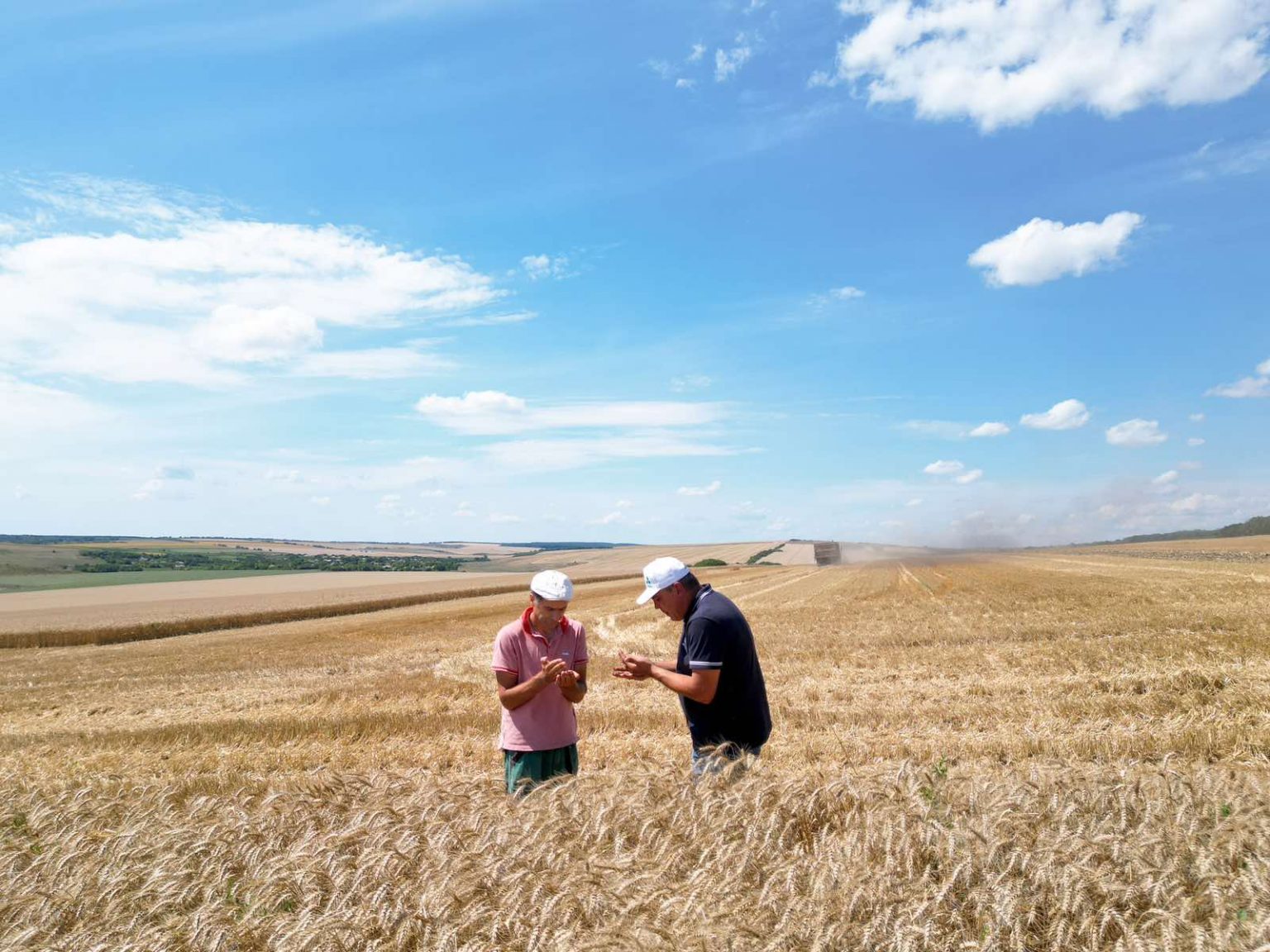 C.Î. Agrostoc recoltează peste 30 de soiuri de grâu: Ursita și Glosa ne-au oferit producții record