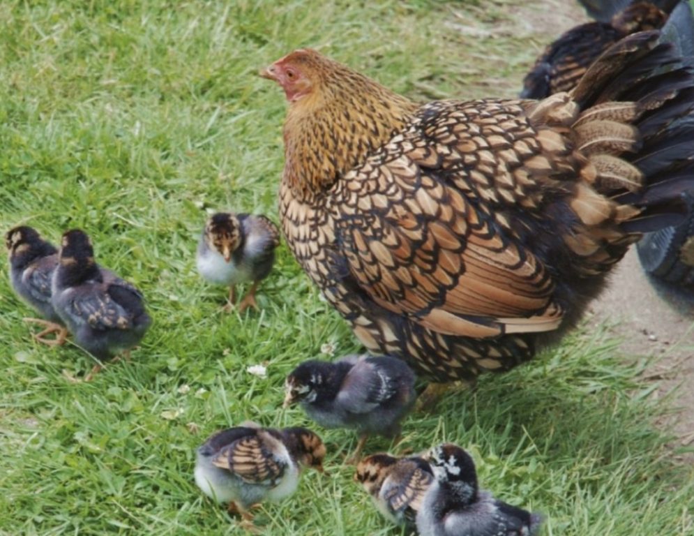 Rasa de găini Wyandotte – caracteristici și întreținere