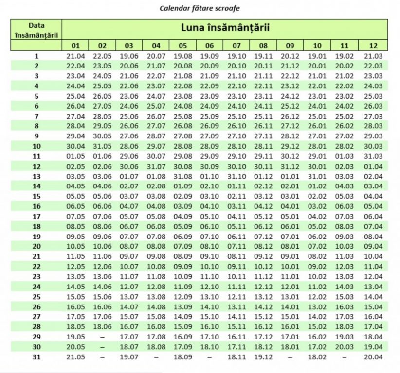 Calculator fatare scroafe: semne, sfaturi și pregătiri