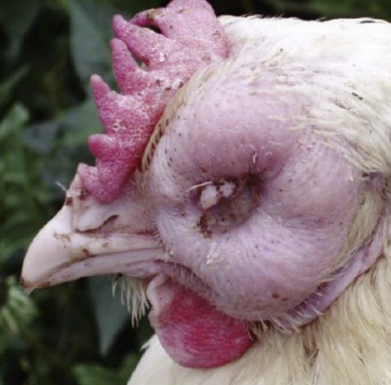 Sindromul capului umflat la păsări – cauze, tratament