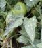 Făinarea tomatelor – sfaturi pentru control