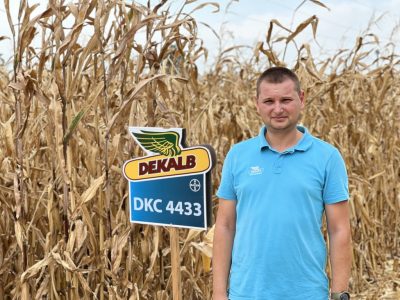 Rezultate recoltă a cinci hibrizi Dekalb la 50-55-60 de mii de plante ...