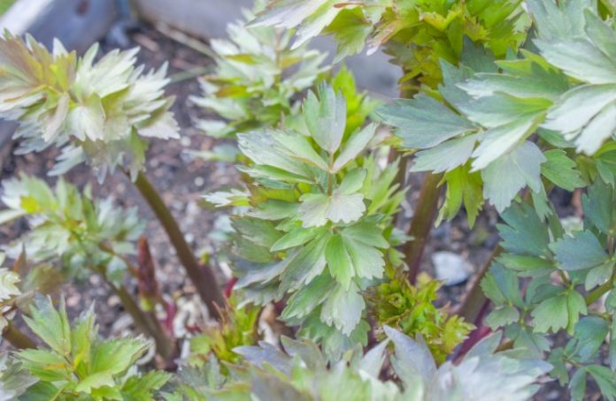 7 legume perene care, odată cultivate, dau recolte mulți ani