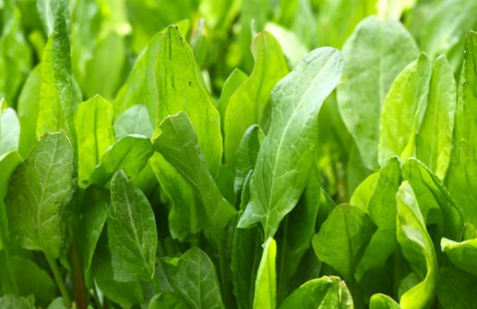 7 legume perene care, odată cultivate, dau recolte mulți ani