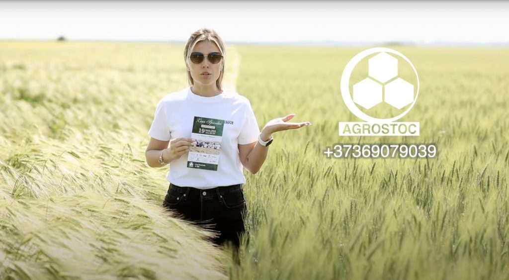 Ziua Spicului Agrostoc. Ultimele detalii despre eveniment