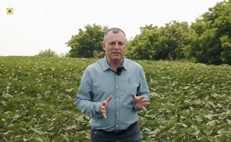 Schema de protecție a florii-soarelui la SRL Agro-Papuros ...